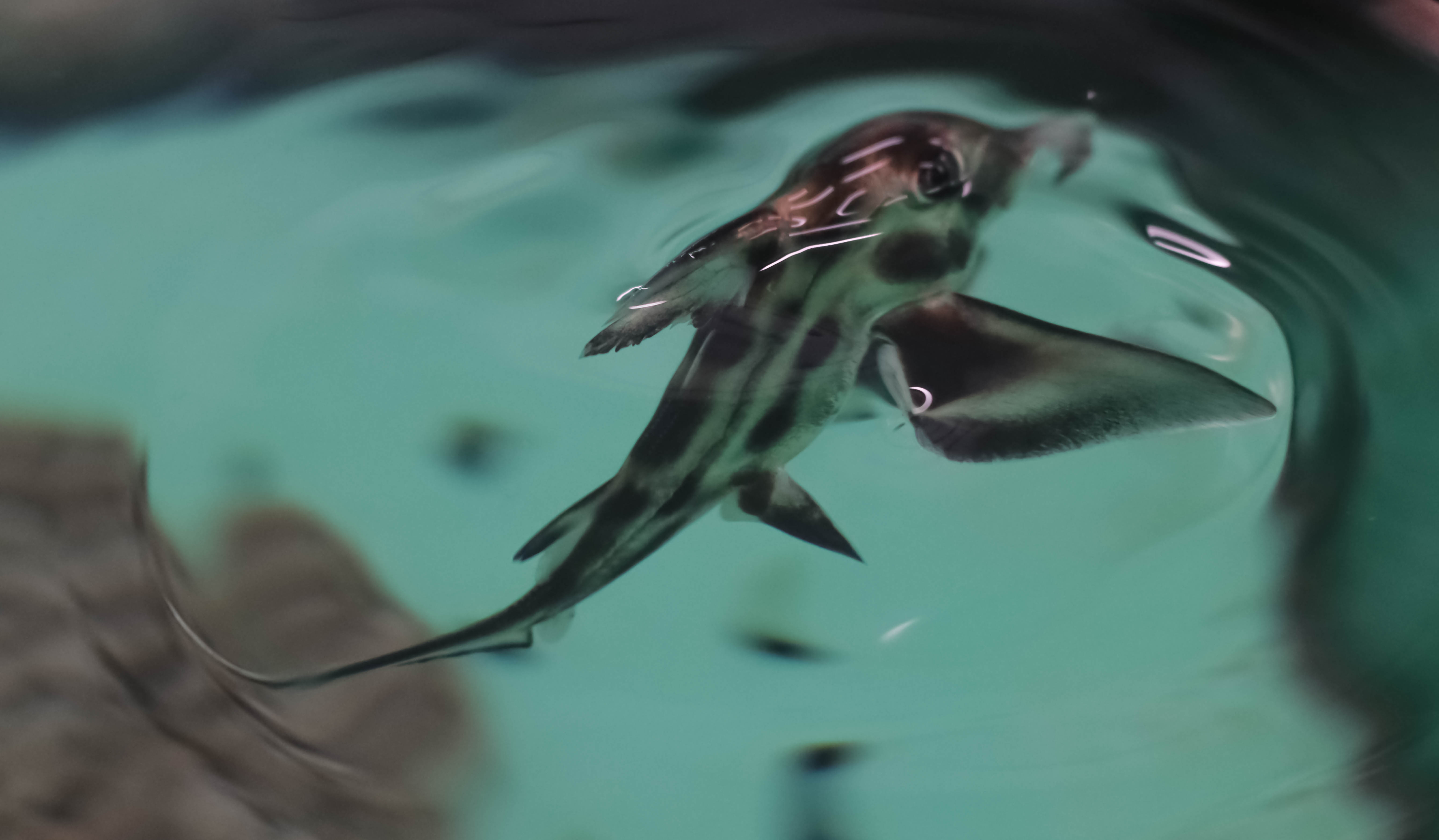 Científicos UV reportan el primer nacimiento de quimeras en acuarios ...